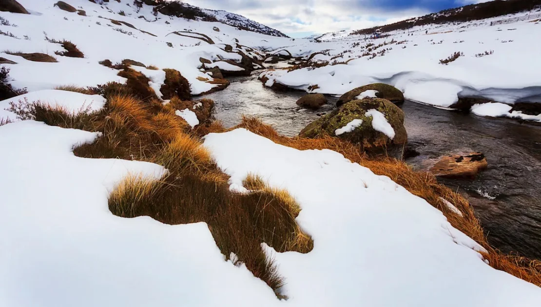 Hama Gulma Invasif Mengancam Petani Australia: Para Ahli Beri ...